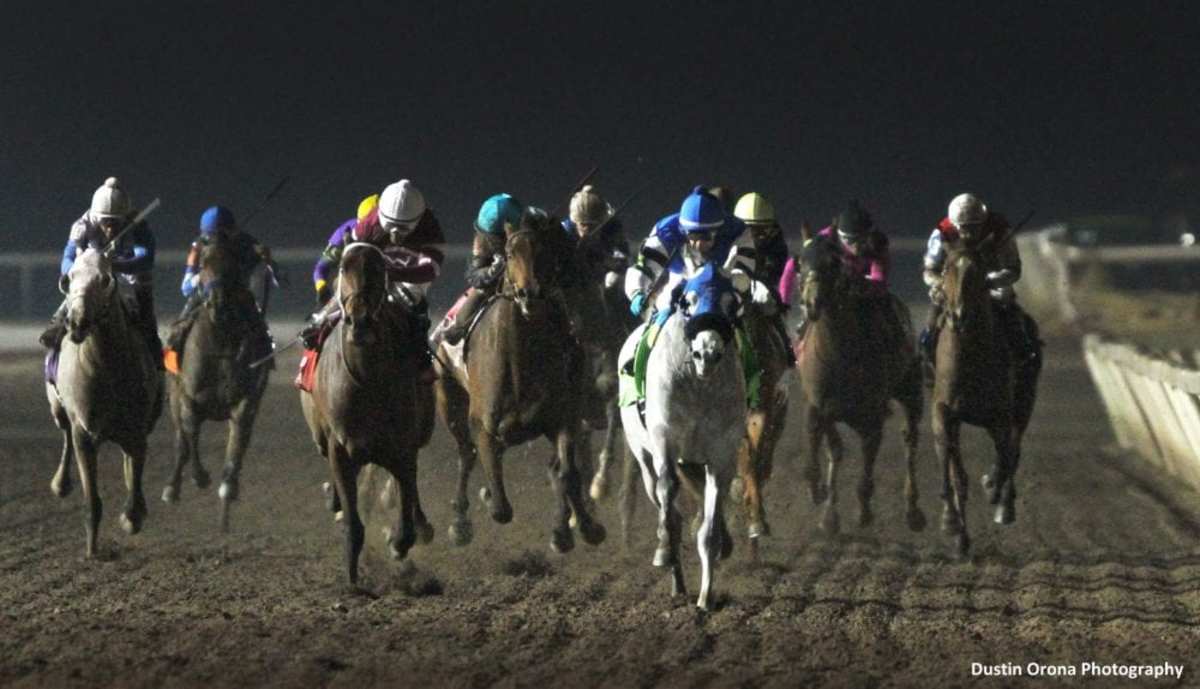 San Luis Rey Survivor Greyvitos Proves Much The Best In Springboard ...