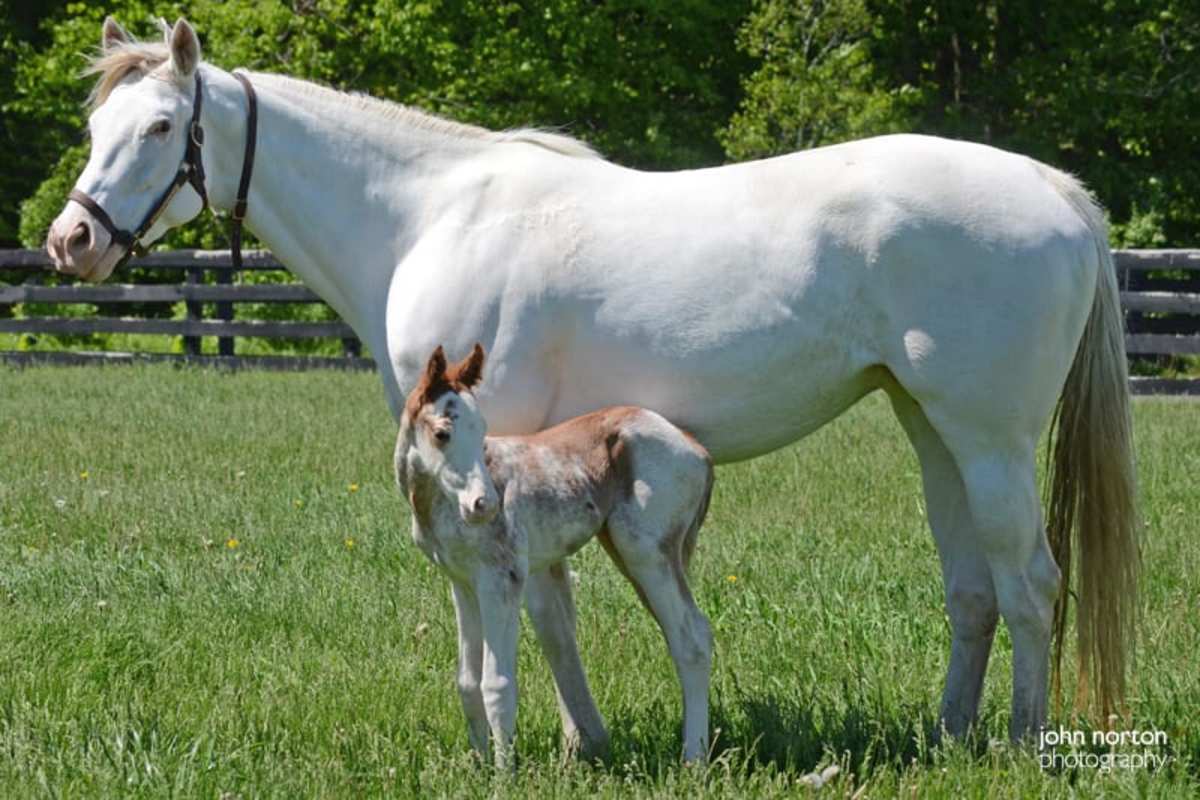 Rare White Colt Born In New York From Last Crop Of Lucky Pulpit ...