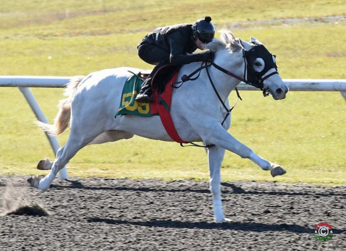 Scrambled: Little Red Feather Purchases G1 Winner Egg Drop's First Foal ...