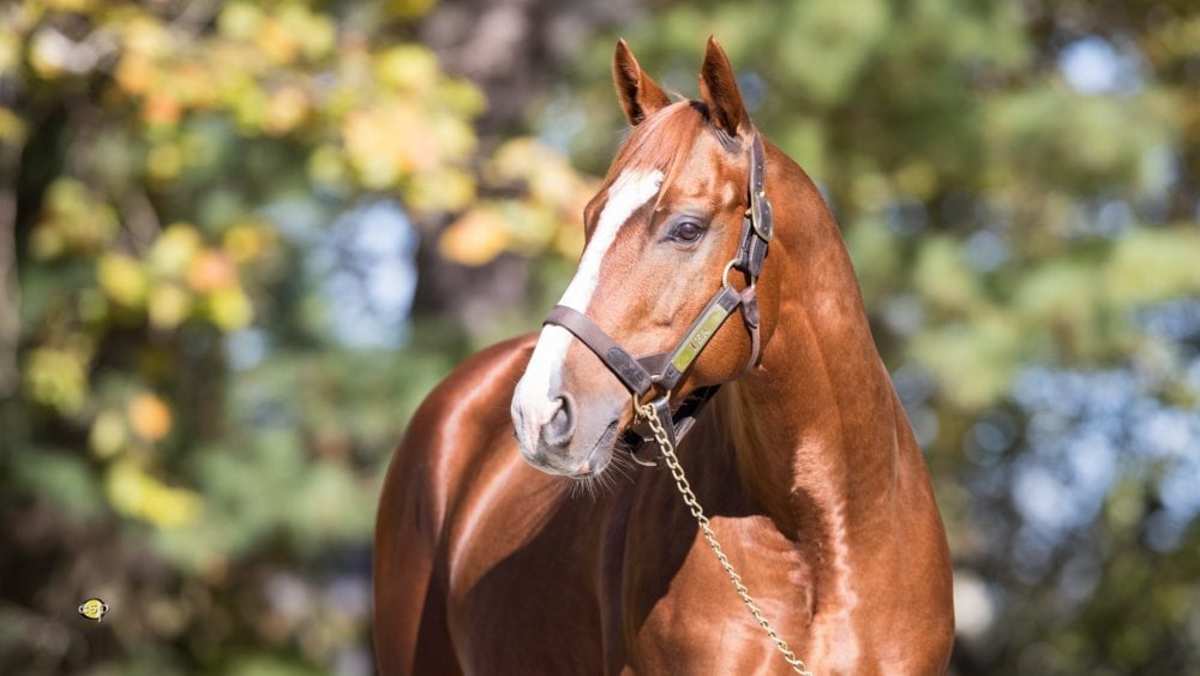 In The Stud Presented By Triacton From KERx: Lea, First Crop Weanlings ...