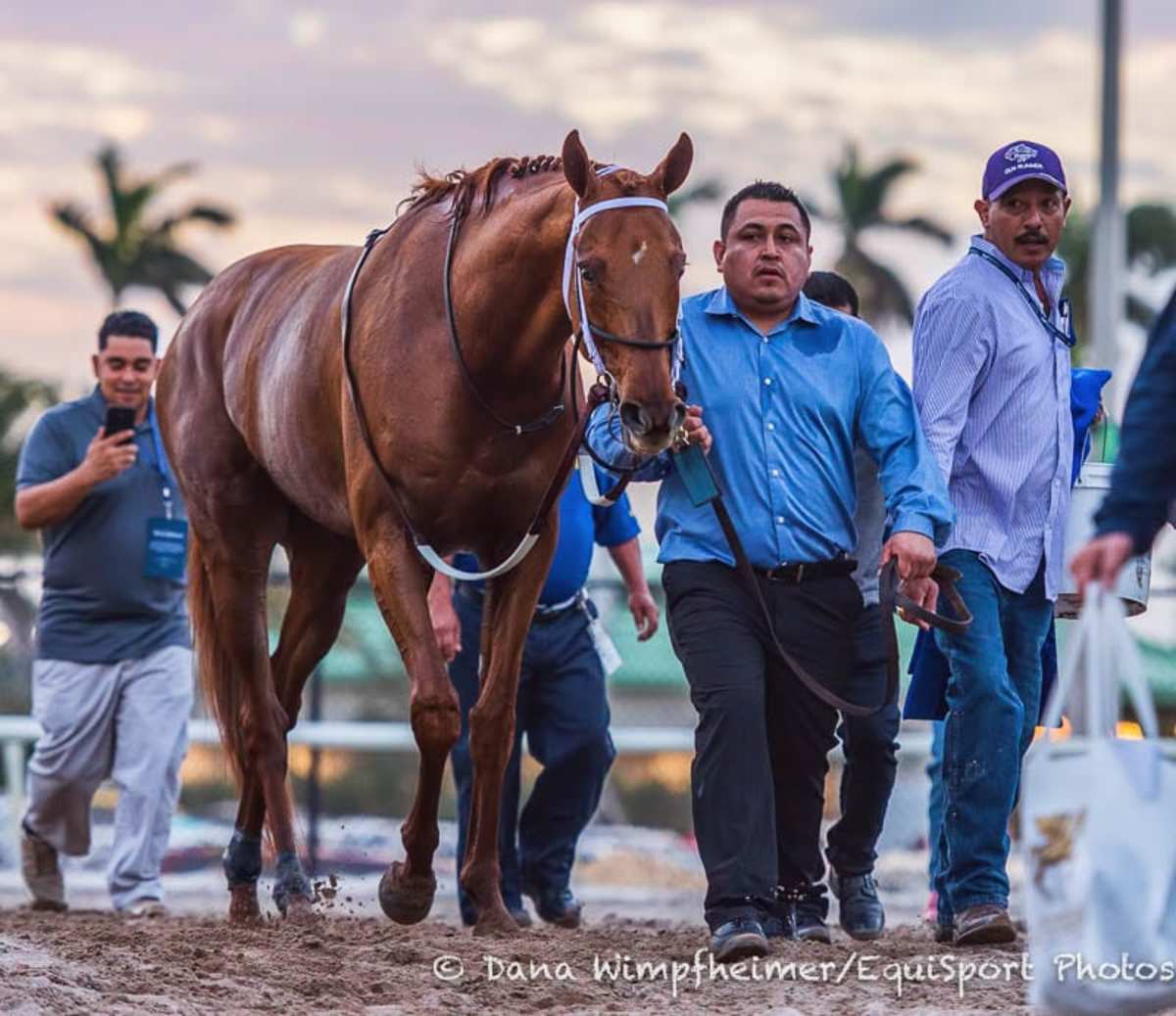 Bloodlines: Gun Runner's Pedigree History Full Of Twists And Turns ...