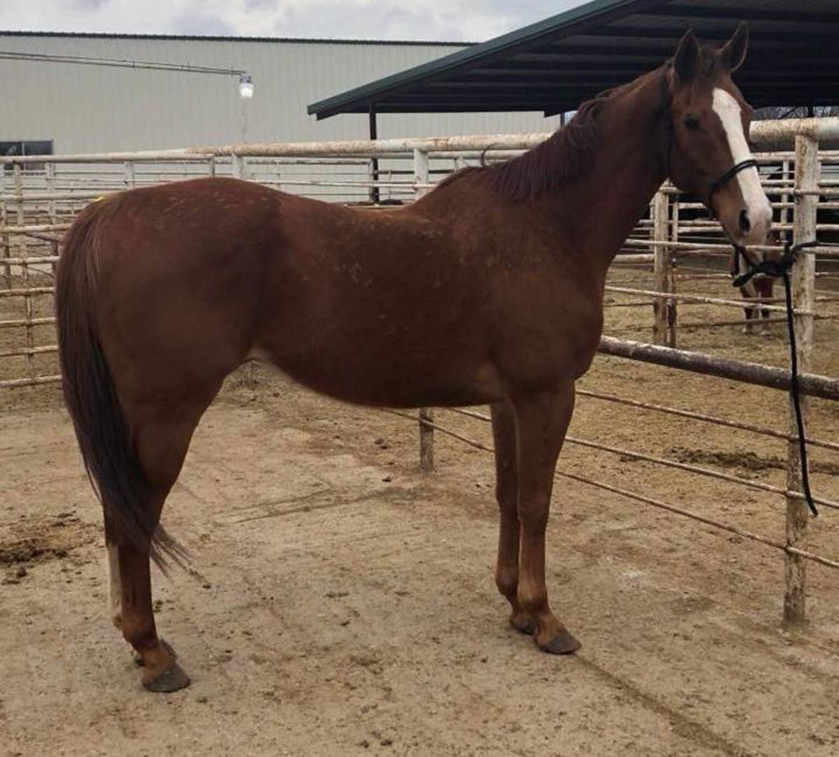 The Friday Show Presented By Cal Racing Cares: Equine Hostages ...