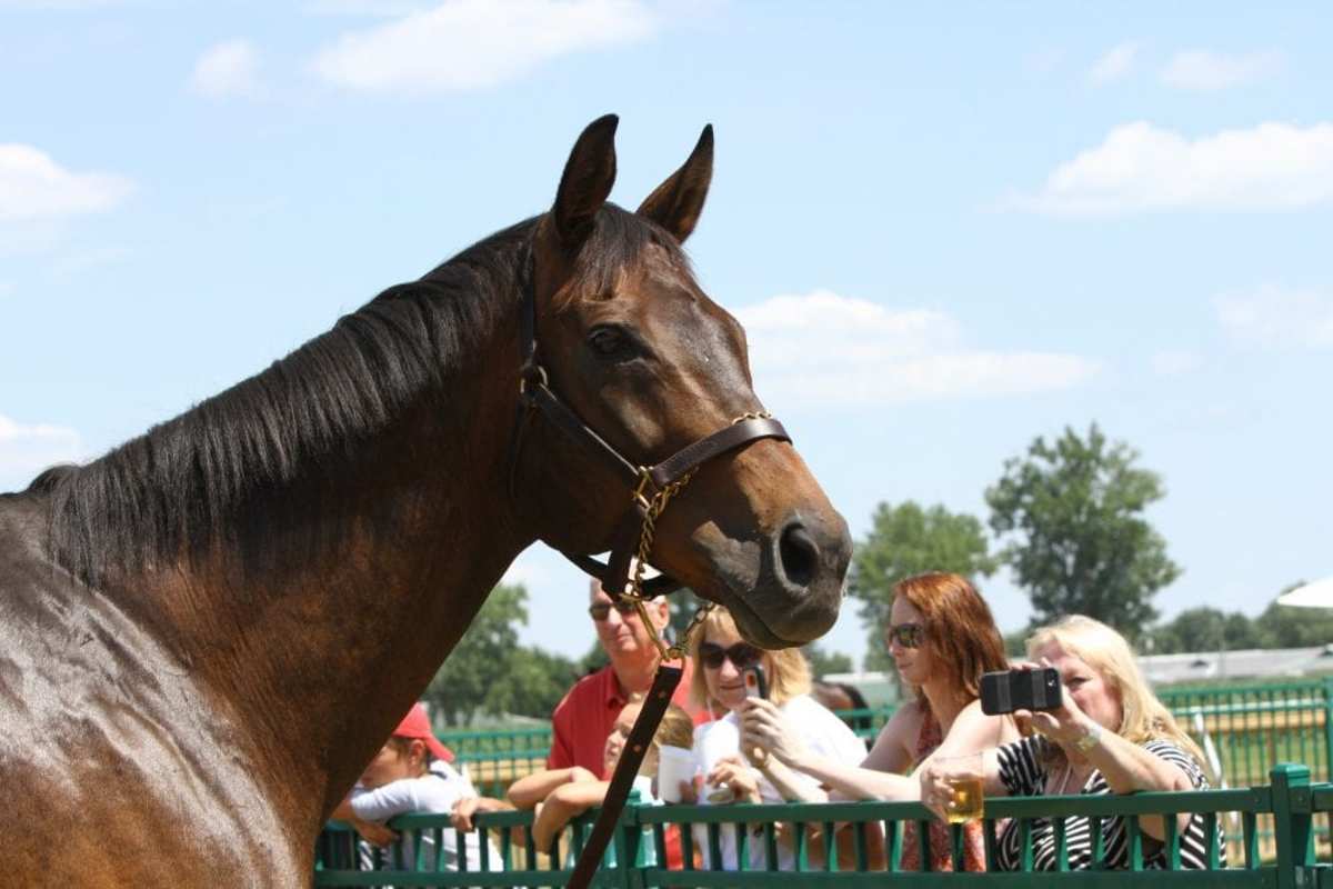 Millionaire, Aftercare Ambassador Brass Hat The Star Of BreyerFest's ...