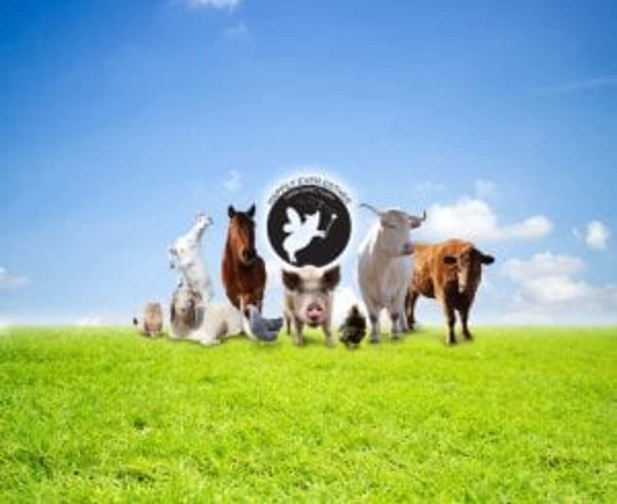 Porky Porcine Leverages Star Power To Bring CT Scanner To Canada ...