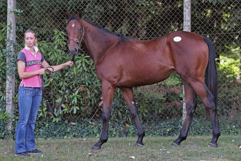 No Nay Never Colt Tops Tattersalls Ascot Yearling Sale - Paulick Report ...
