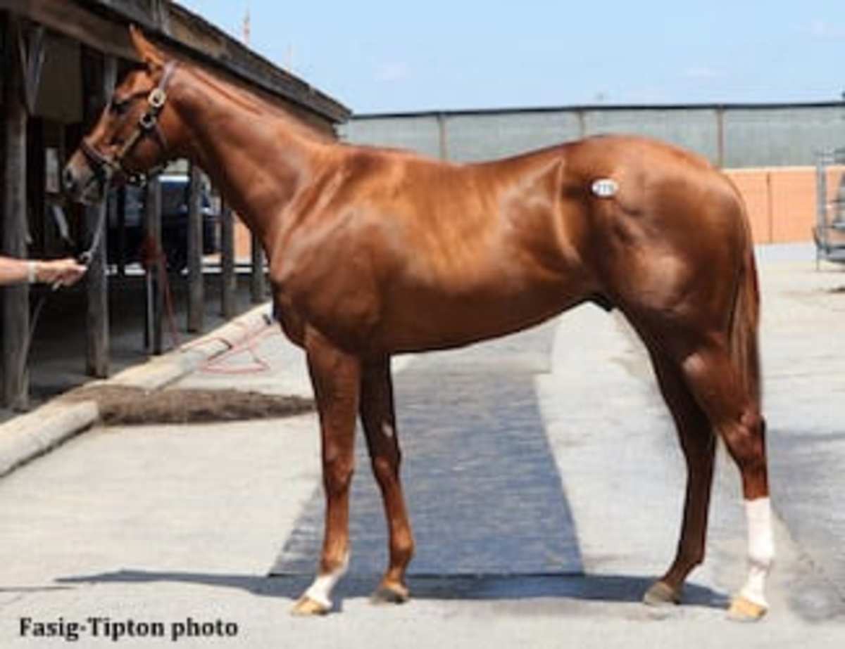 More Than Ready Colt Hammers For $750,000 At Fasig-Tipton Midlantic ...
