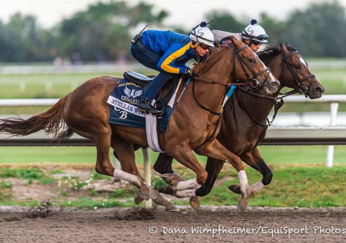 Stellar Wind, Other Pegasus Contenders Undergo Final Works On Saturday ...