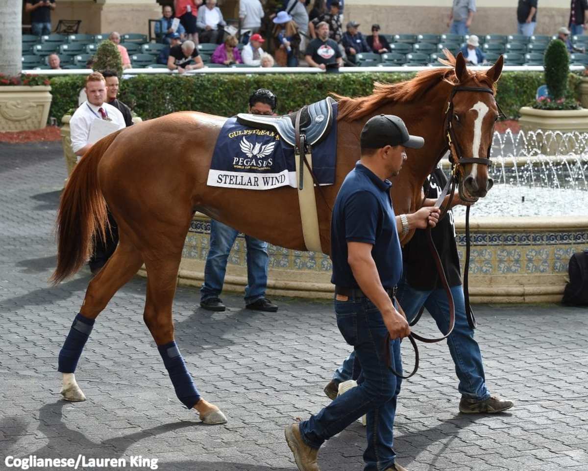 Coolmore: Stellar Wind In Ireland, Will Be Bred To Galileo - Paulick ...
