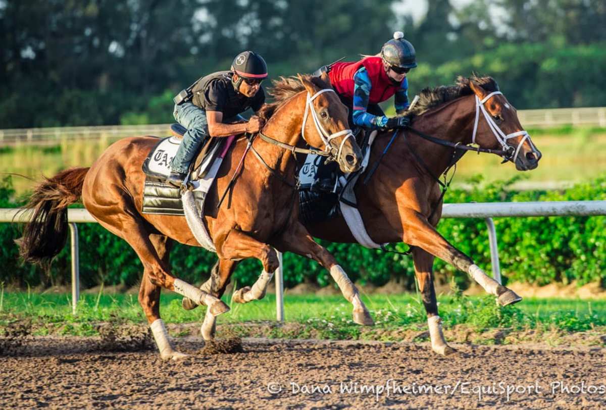 Audible 'Training Exceptionally Well' Ahead Of Harlan's Holiday ...