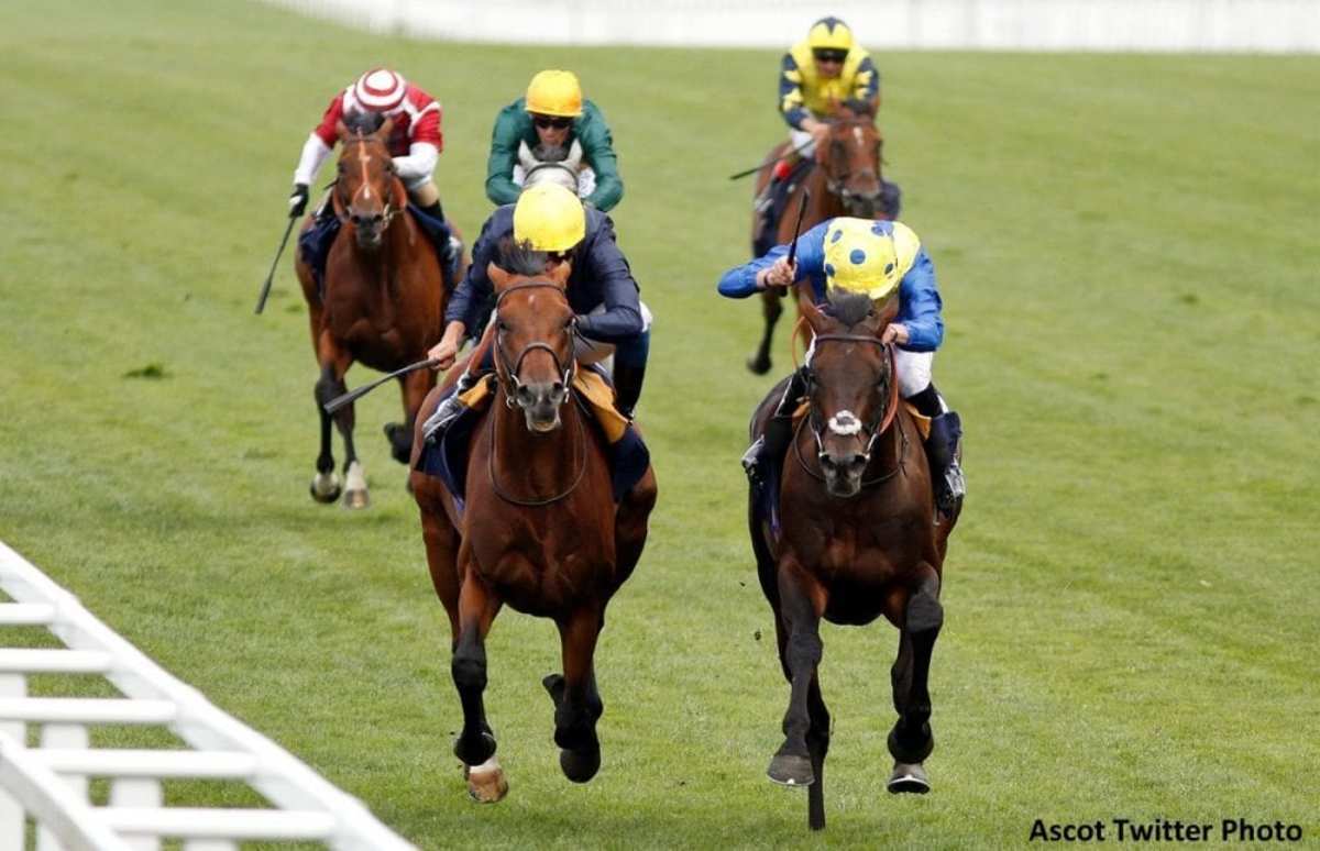 Poet's Word Takes On Roaring Lion In Wednesday's Juddmonte ...