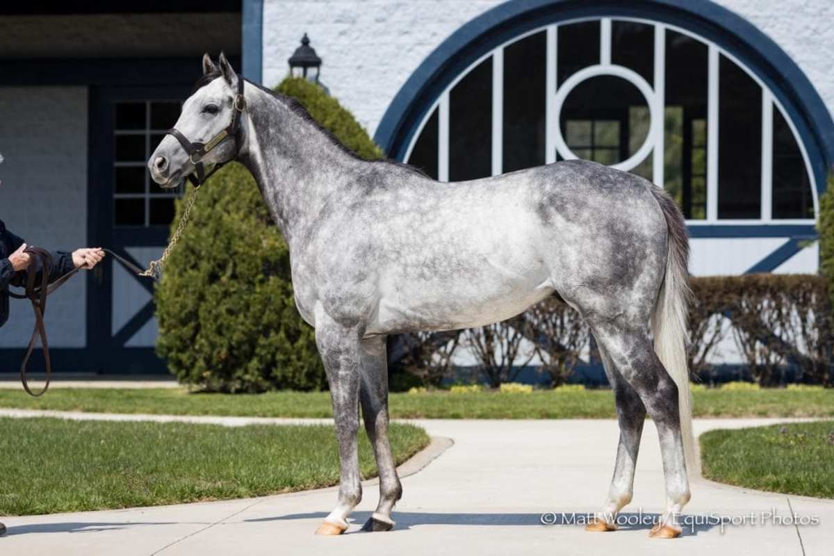 Stallion Spotlight: Shadwell Farm's Kent Barnes On Mohaymen - Paulick ...