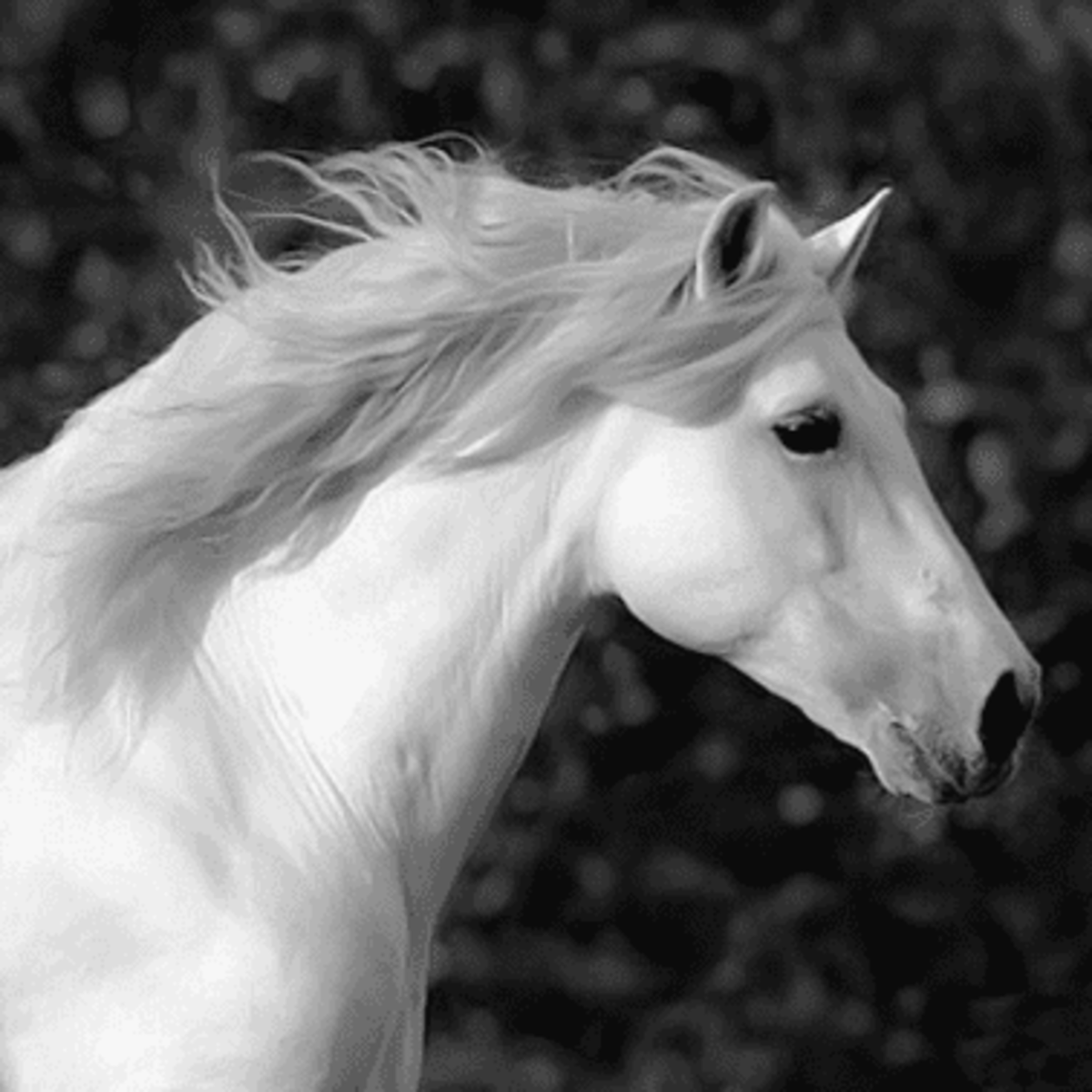 Race Track Chaplaincy Of America Accepting Nominations For Annual White Horse Award - Paulick ...