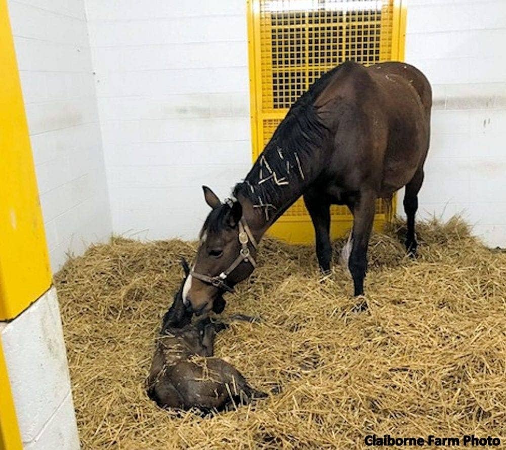 It's A Boy! Foal Patrol's Sabbatical Gives Birth To Colt By War Front ...