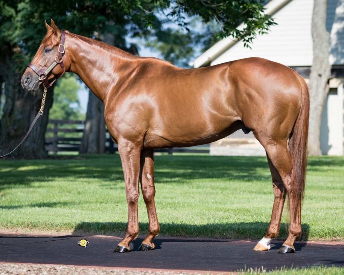 Three Chimneys Reveals 2019 Fees, Topped By Gun Runner At $70,000 ...