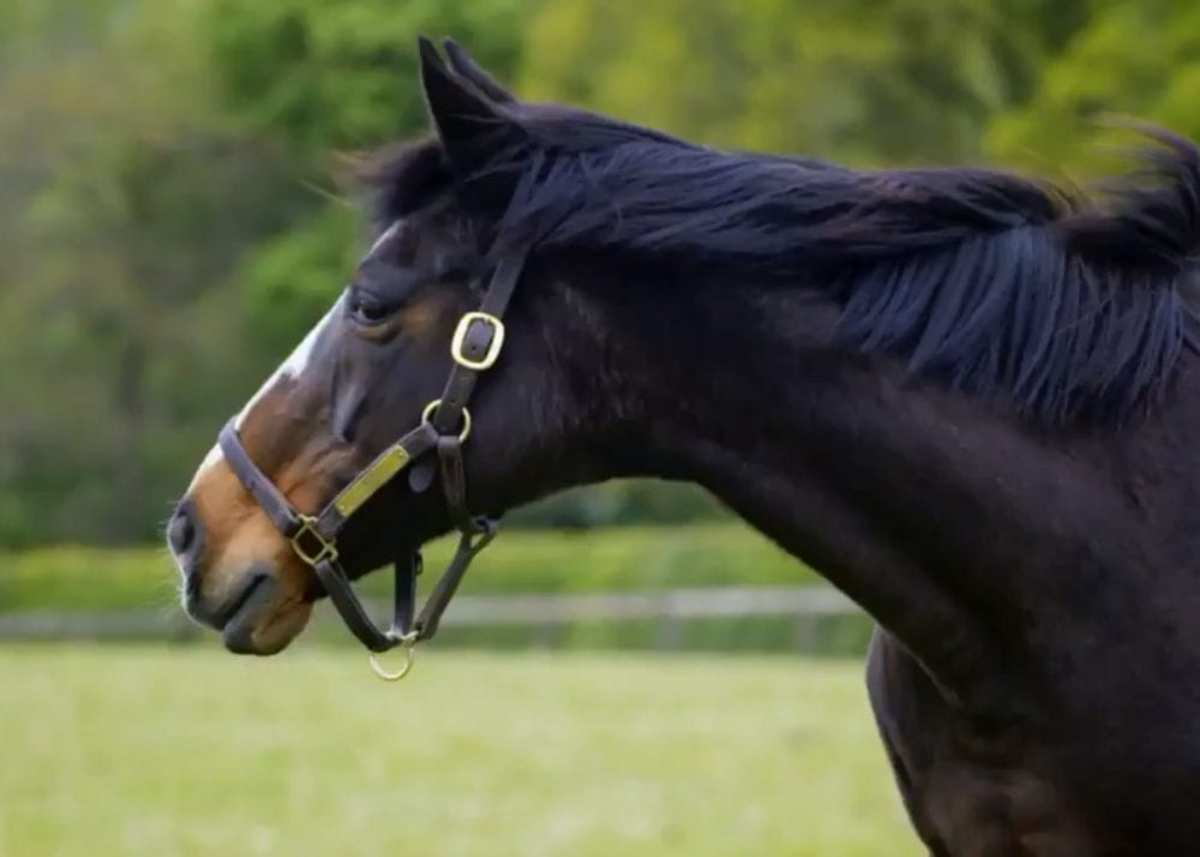 Blue Hen Mare Hasili, Dam Of Five Group 1 Winners, Dies At Age 27 ...