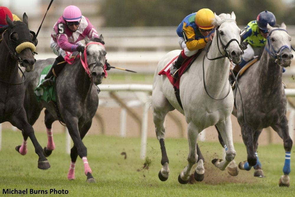 Aptly-Named Gray Phantom Takes All-Grey Handicap At Woodbine - Paulick ...