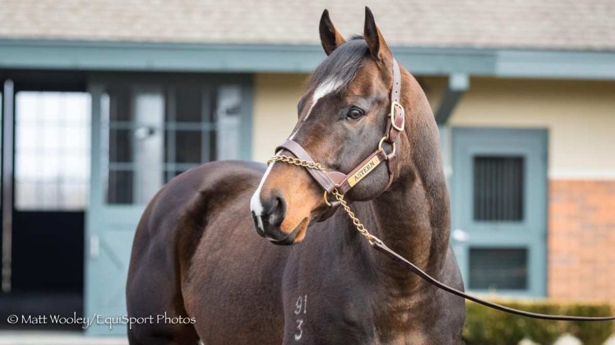 Australian Star Astern Sold To Stand In Turkey - Paulick Report ...