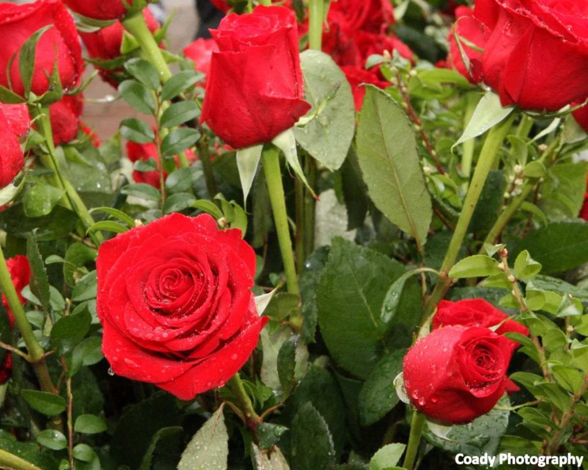 Weekend Lineup: Kentucky Derby Has Finally Arrived - Paulick Report ...