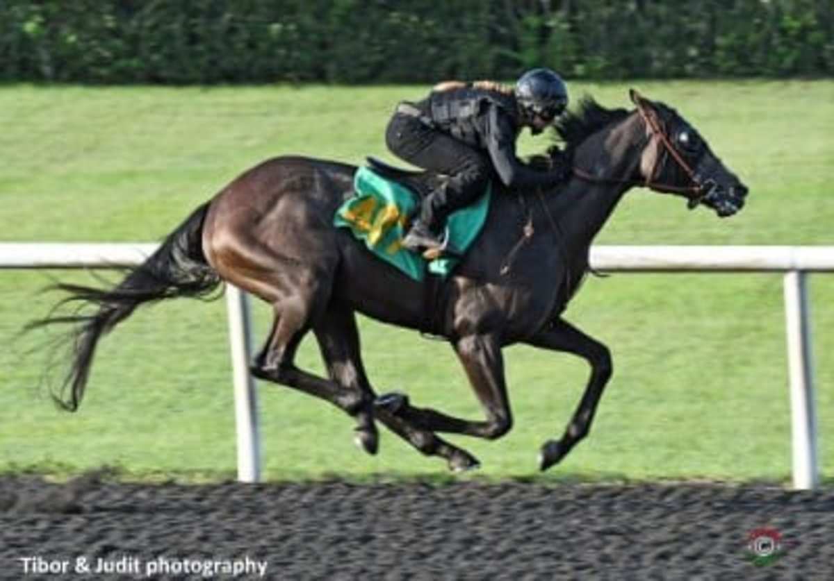 Cairo Prince Filly Quickest In OBS June's Second Under Tack Session ...