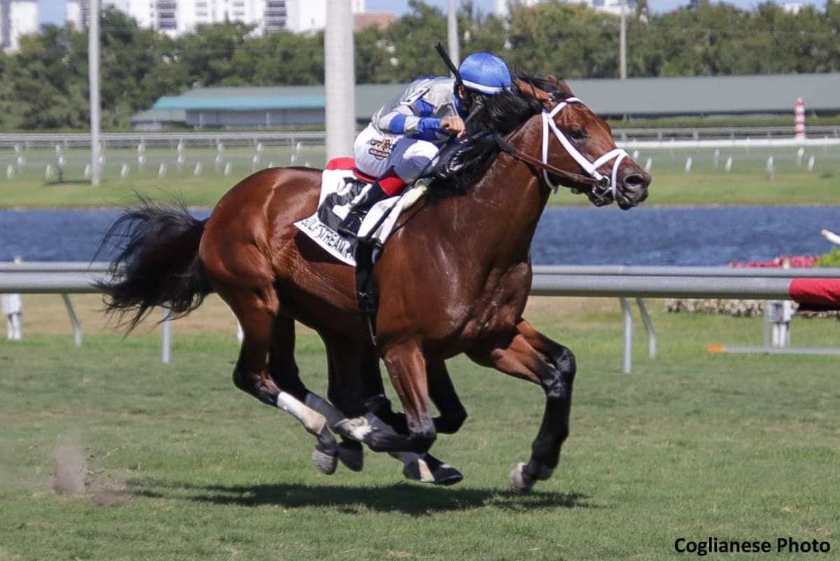 Grade 2 Winner Maraud Retired To Stand In Puerto Rico - Paulick Report ...