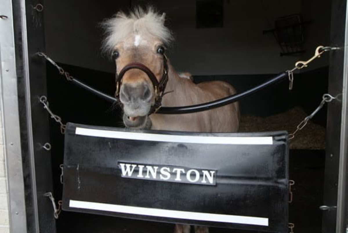 Former Derby Museum Miniature Horse, Old Friends Resident Winston Dies ...