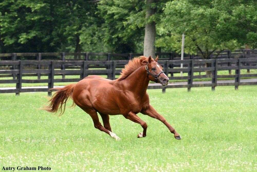 The 2025-26 All-Value Sire Team: Bloodstock Experts George Adams And ...