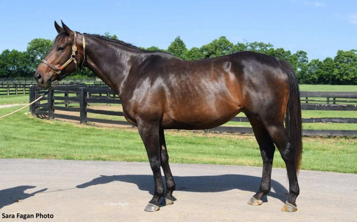 Lael Stables' Lassofthemohicans To Be Featured In National Museum Of ...