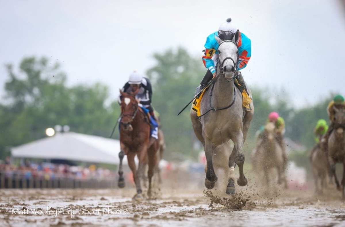 Red Ruby Relishes Slop, Dominates Black-Eyed Susan - Paulick Report ...