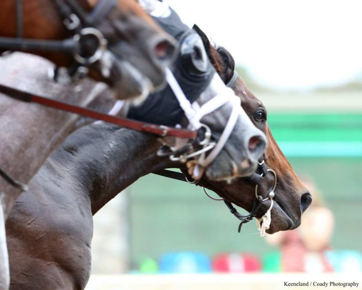 That’s A Mouthful: Racing Bits, Explained - Paulick Report | Latest ...