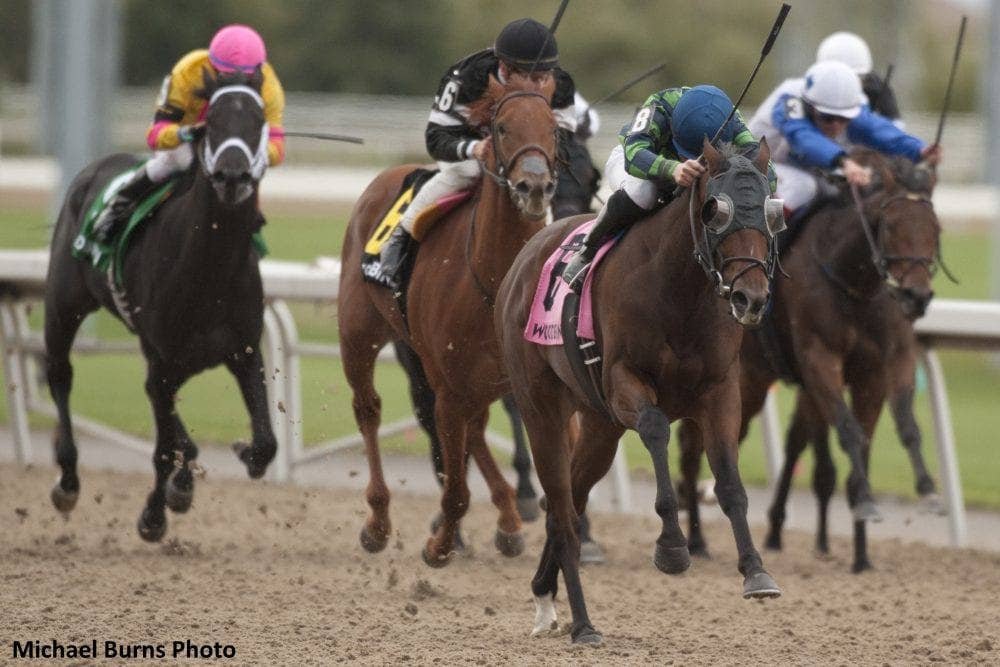 Solidify Circles Grey Stakes Field At Woodbine - Paulick Report ...