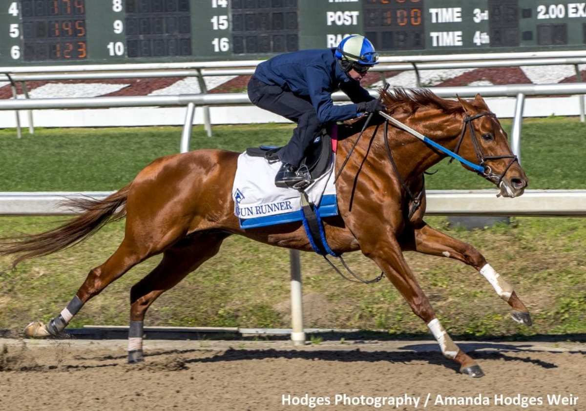 Gun Runner 'Looked Pretty Sharp' In Final Major Work At Fair Grounds ...