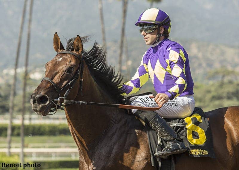 Grade 3 Winner Draft Pick To Debut At Stud In Peru - Paulick Report ...