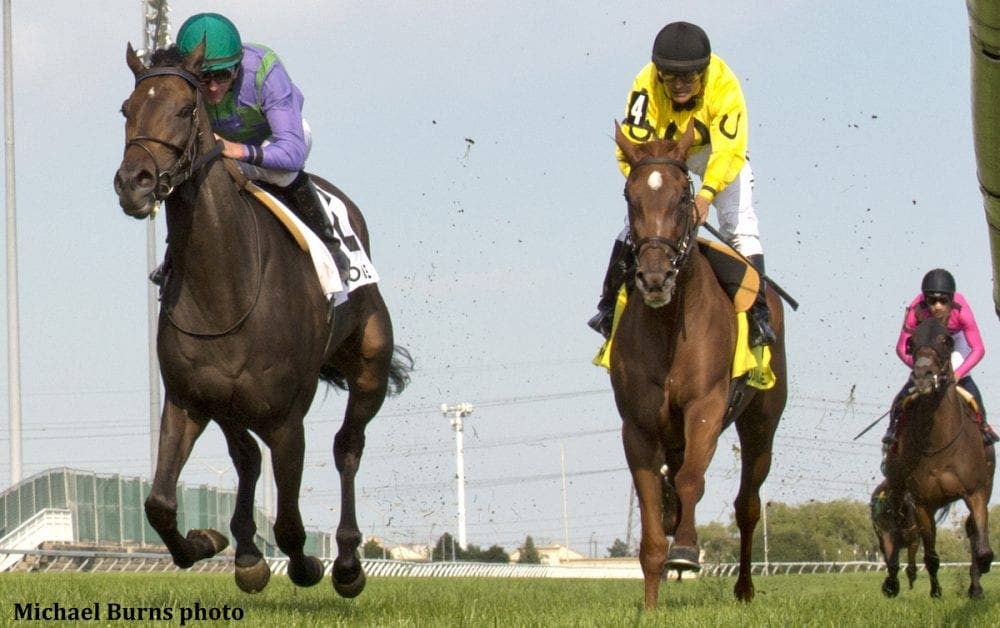 Avie's Mineshaft Defeats Dixie Moon In Wonder Where At Woodbine ...