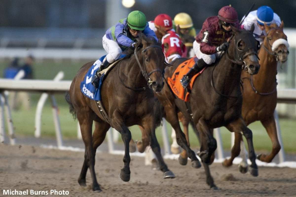 Bloodlines: Flatter Will Get You... A 2-Year-Old Canadian Champion ...