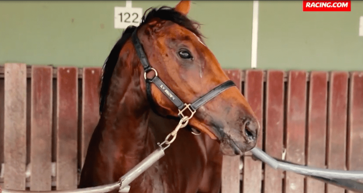 One-Eared Thoroughbred 'Doesn't Know She's Different' - Paulick Report ...