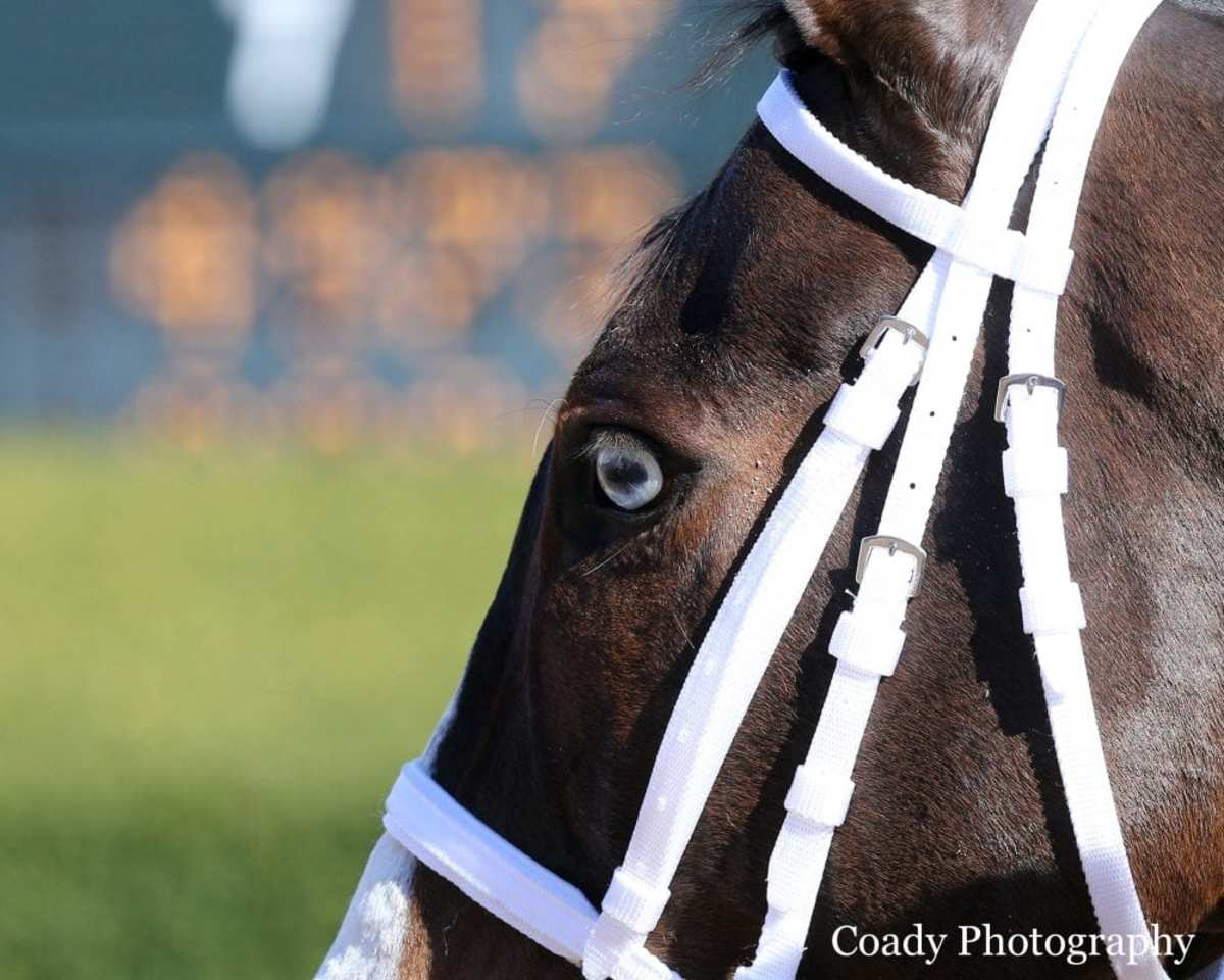 Study: Hay Feeding Methods Don't Impact Chances Of Equine Eye Disease ...