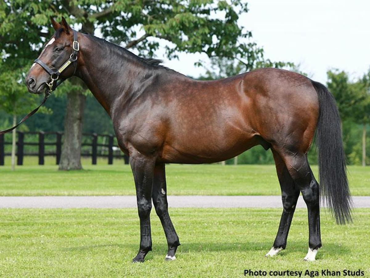 European Champion Sinndar Dies At Age 21 - Paulick Report | Latest news ...