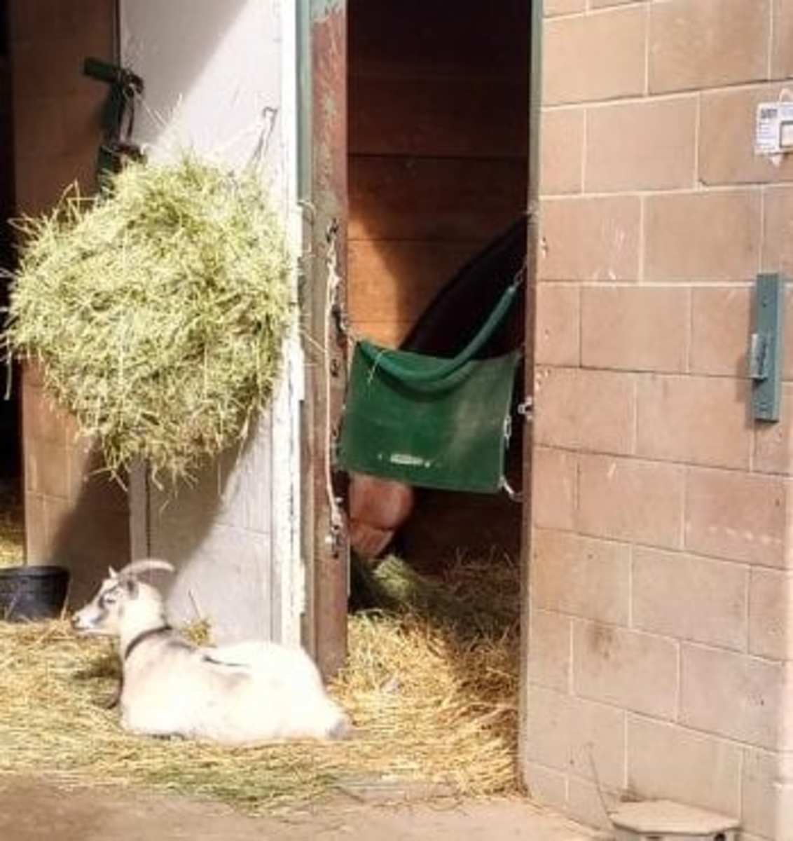 Social Isolation: Goat Company May Not Soothe Horses’ Emotional ...