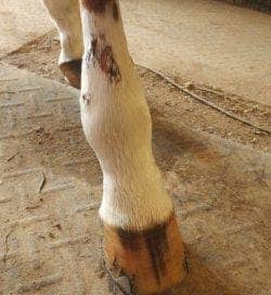 Can Diet Deter Skin Issues In Horses? - Paulick Report | Latest news ...