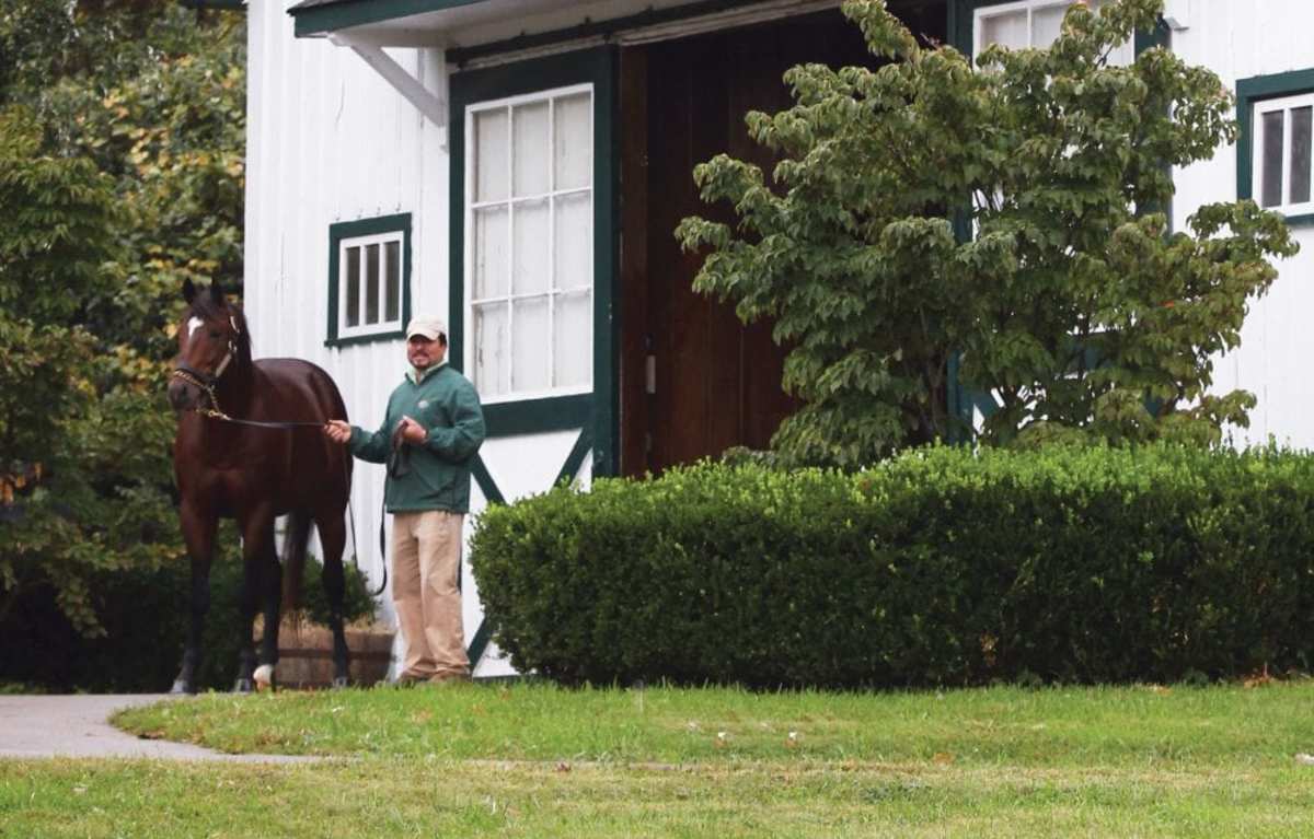 The 2025-26 All-Value Sire Team: Bloodstock Experts George Adams And ...