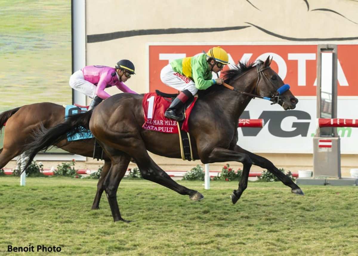 Grade 2 Winner Catapult Sold To Stand In Turkey At Keeneland November ...