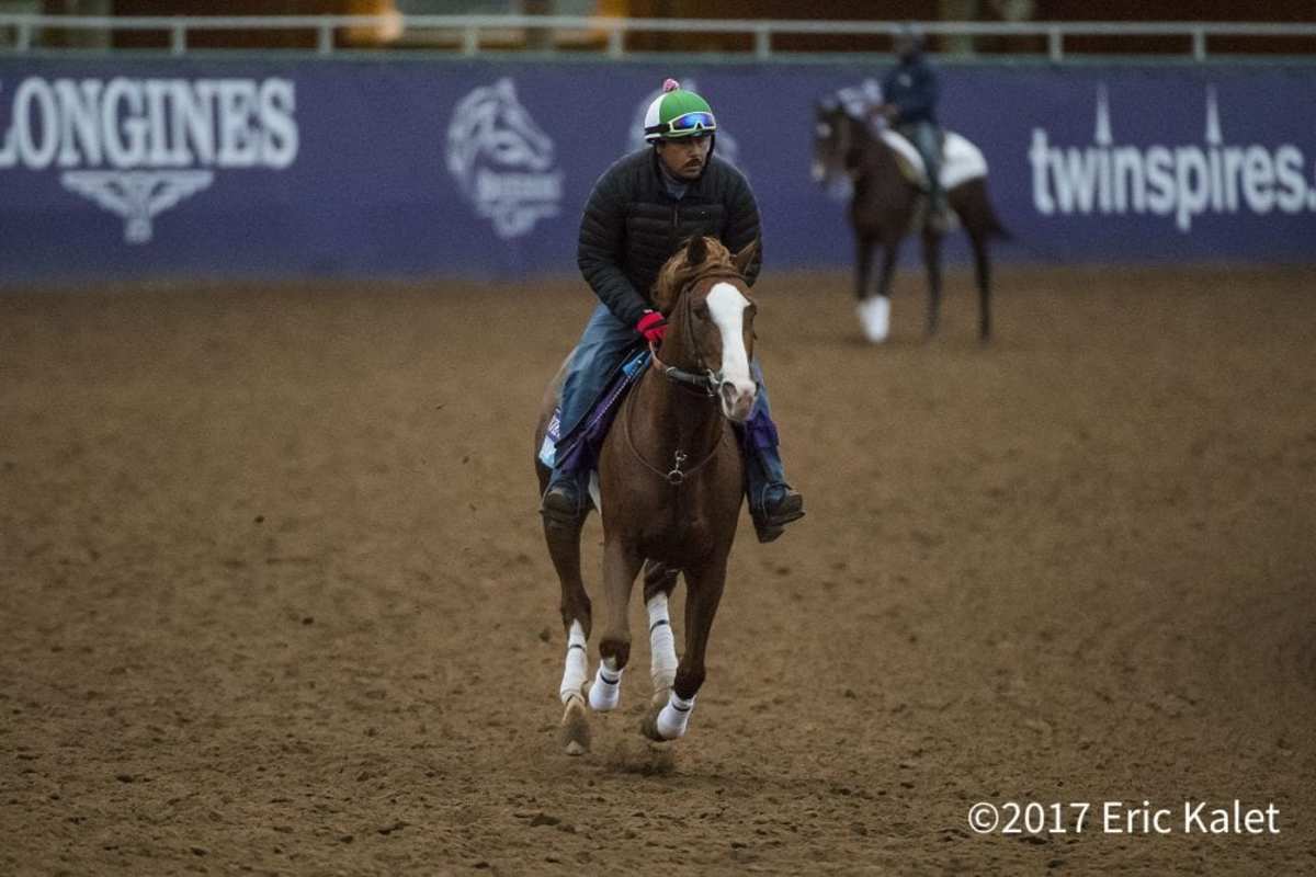 'Gut Instinct' Will Guide Romans In Belmont Decision For Free Drop ...