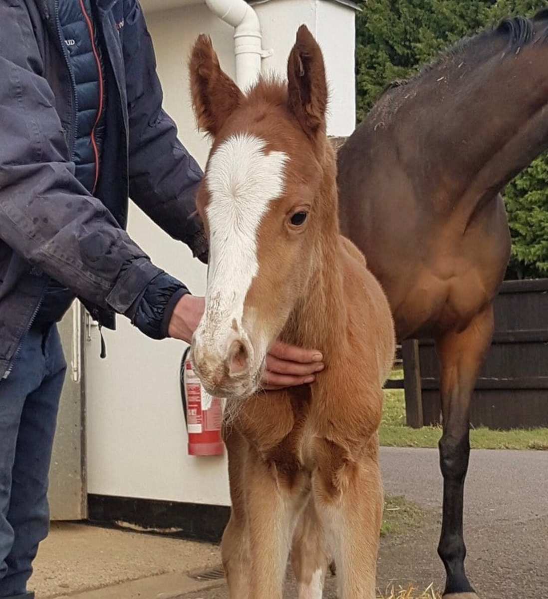 Champion Untapable Delivers Colt By Frankel - Paulick Report | Latest ...
