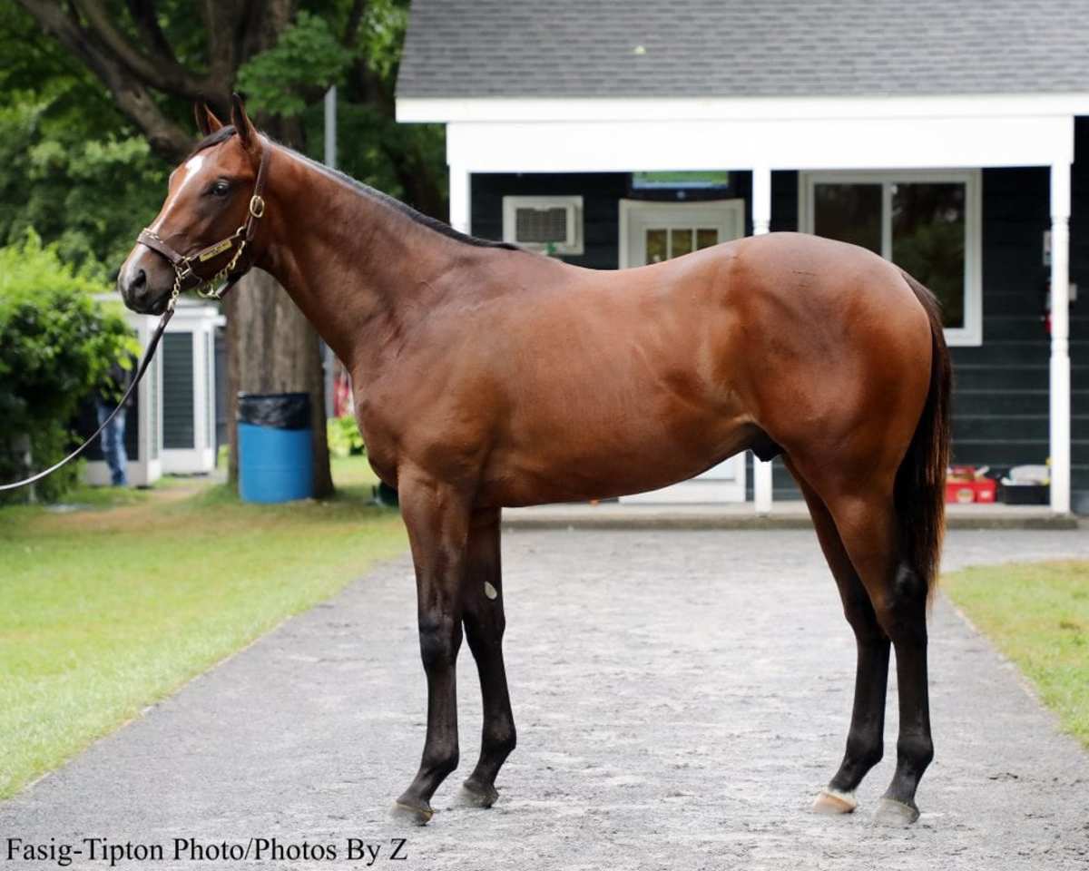 Records Eclipsed Again At Fasig-Tipton New York-Bred Yearling Sale ...