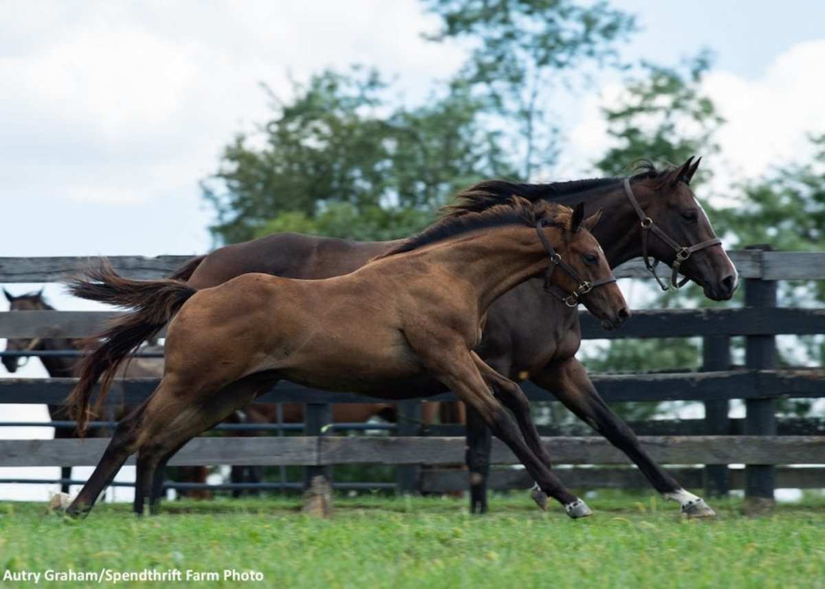 First Crop Snapshot: Summer Rolls On For Lord Nelson's First Foals ...