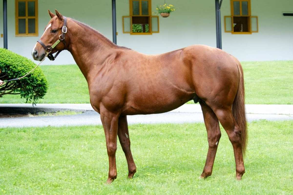 Claiborne Farm's Trappe Shot Headed To Turkey - Paulick Report | Latest ...