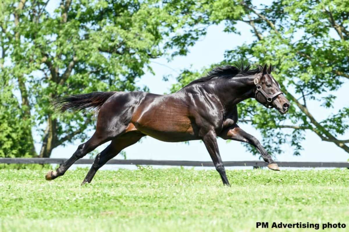 'We Are All Extremely Saddened': WinStar Farm's Pioneerof the Nile Dies ...