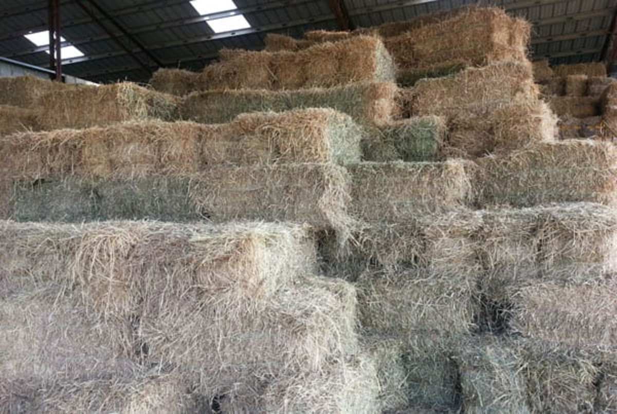 Five Tips For Proper Hay Storage - Paulick Report | Latest news and ...