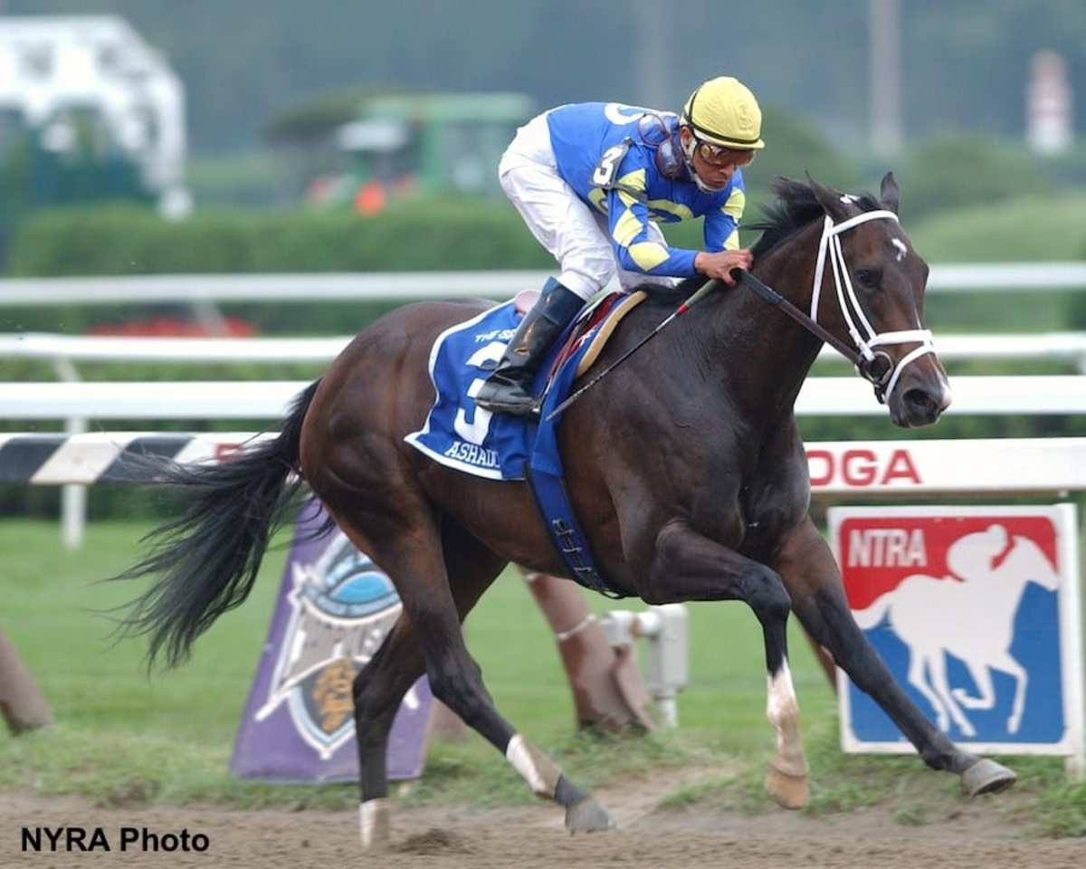 Hall Of Famer Ashado To Be Featured In National Museum Of Racing's Foal ...