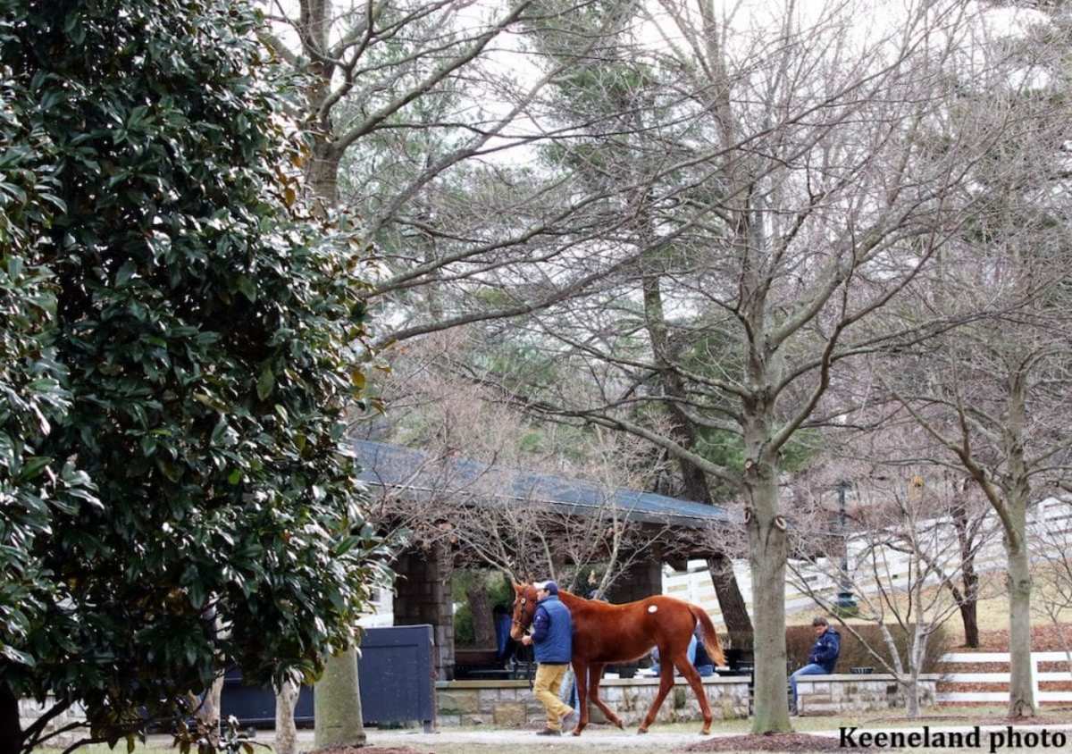 Keeneland Catalogs 1,827 Horses For 2020 January Horses Of All Ages ...